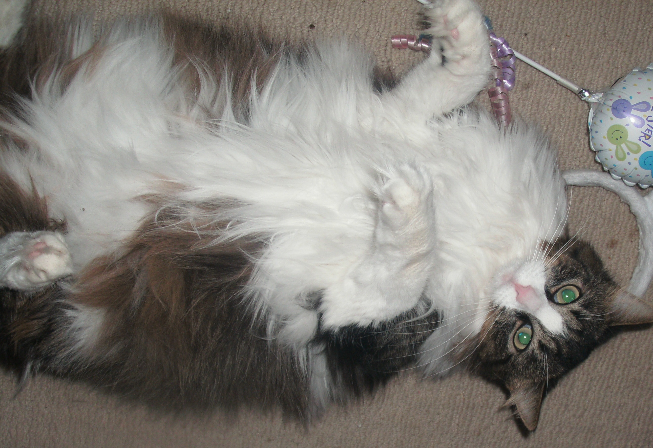Grooming Long Haired Cats | God's Creatures Grooming Long Haired Cats | God's Creatures