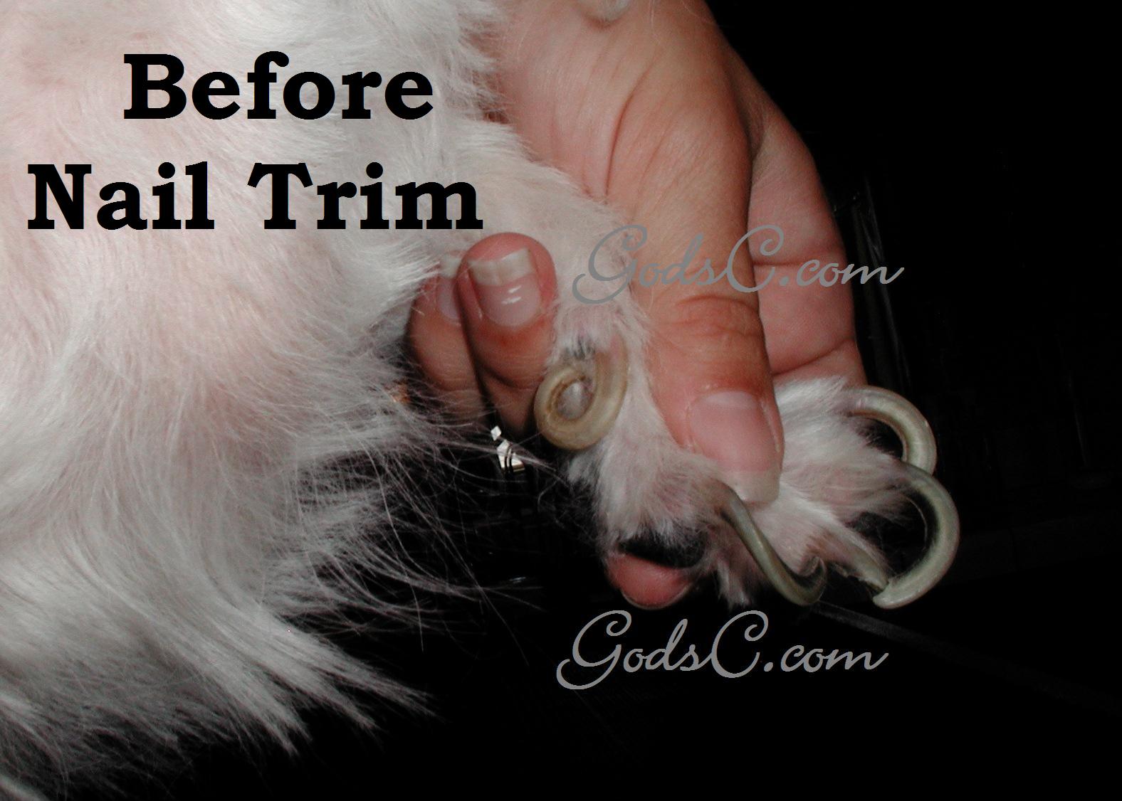 Clipping Overgrown Bird Nails Nail Ftempo